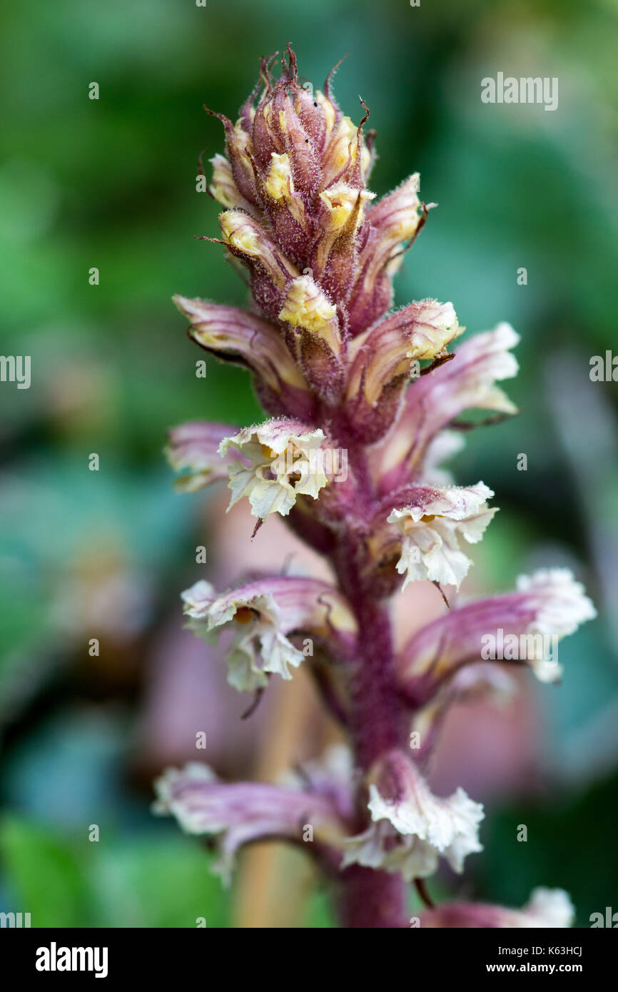 Purple broomrape hi-res stock photography and images - Alamy