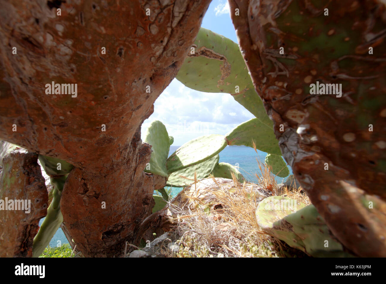 Fat plants hi-res stock photography and images - Alamy