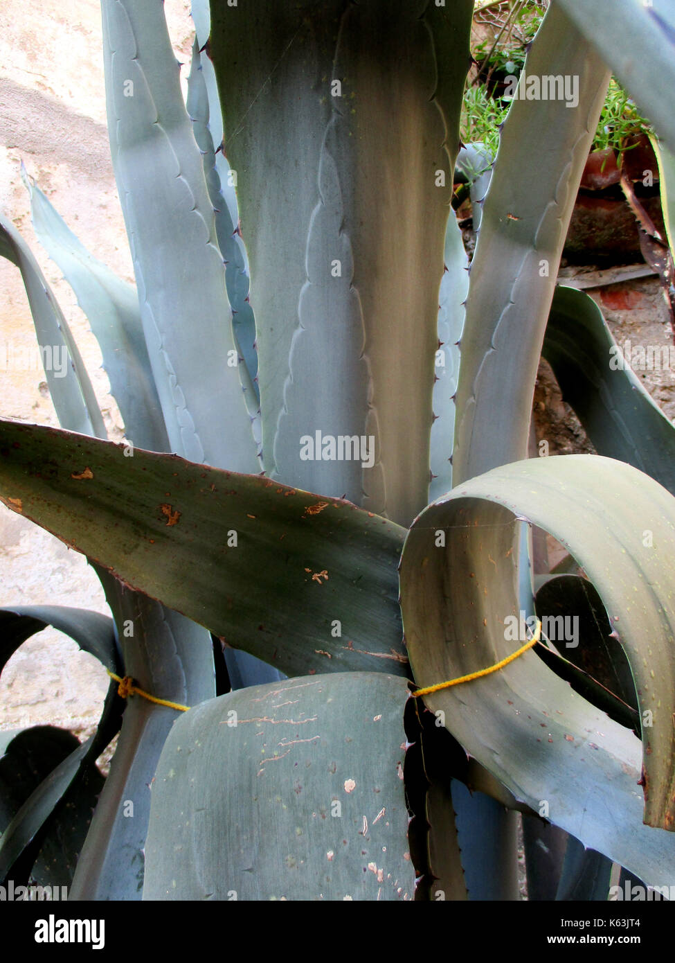 Close-up shot of fat plants Stock Photo - Alamy