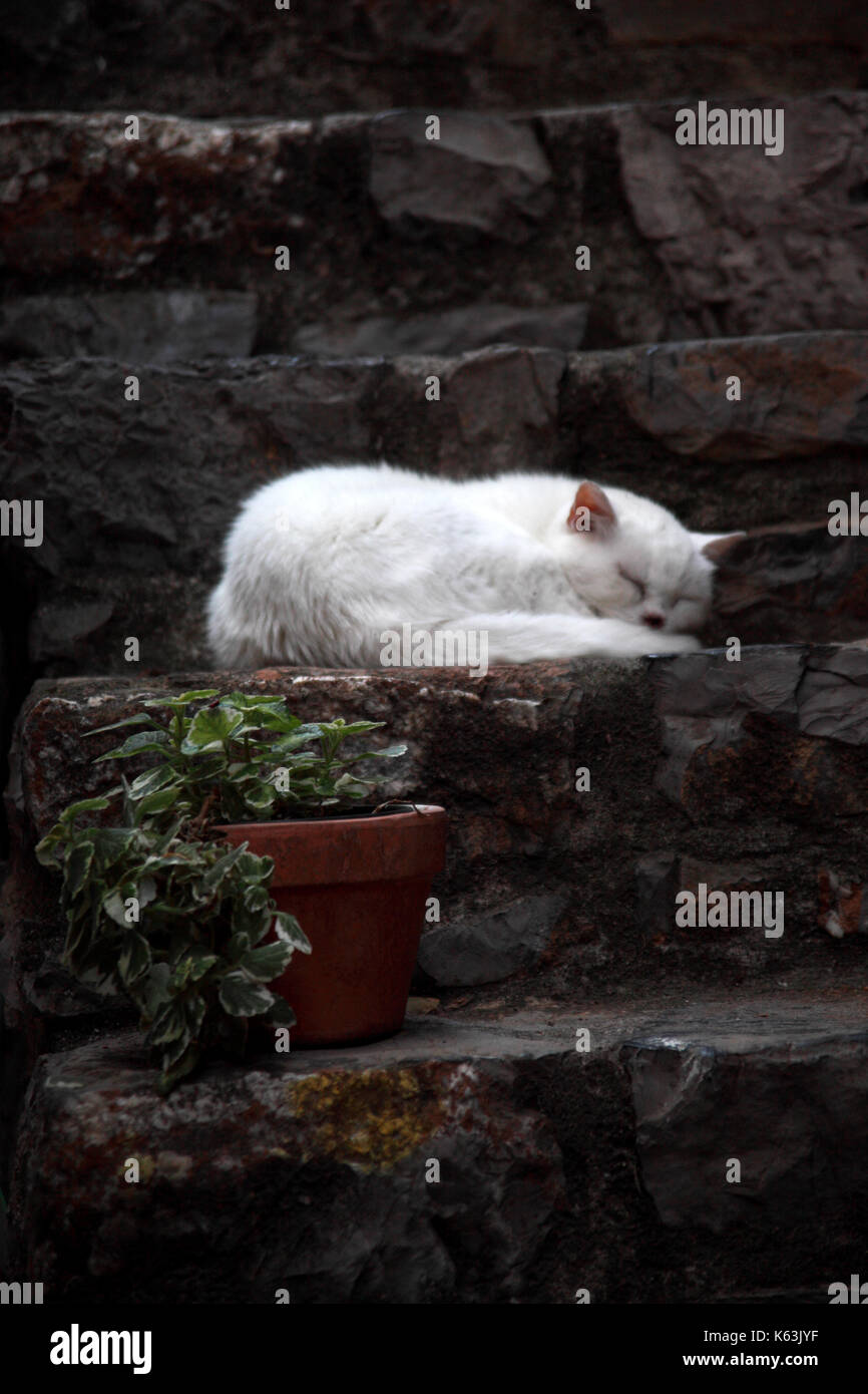white cat sleeping shadowed Stock Photo - Alamy