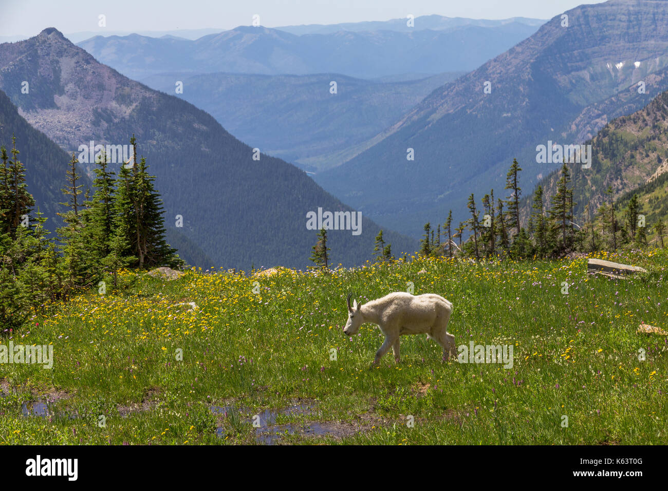 Mountain Goat (Oreamnos americanus) above Hidden Lake in Glacier ...