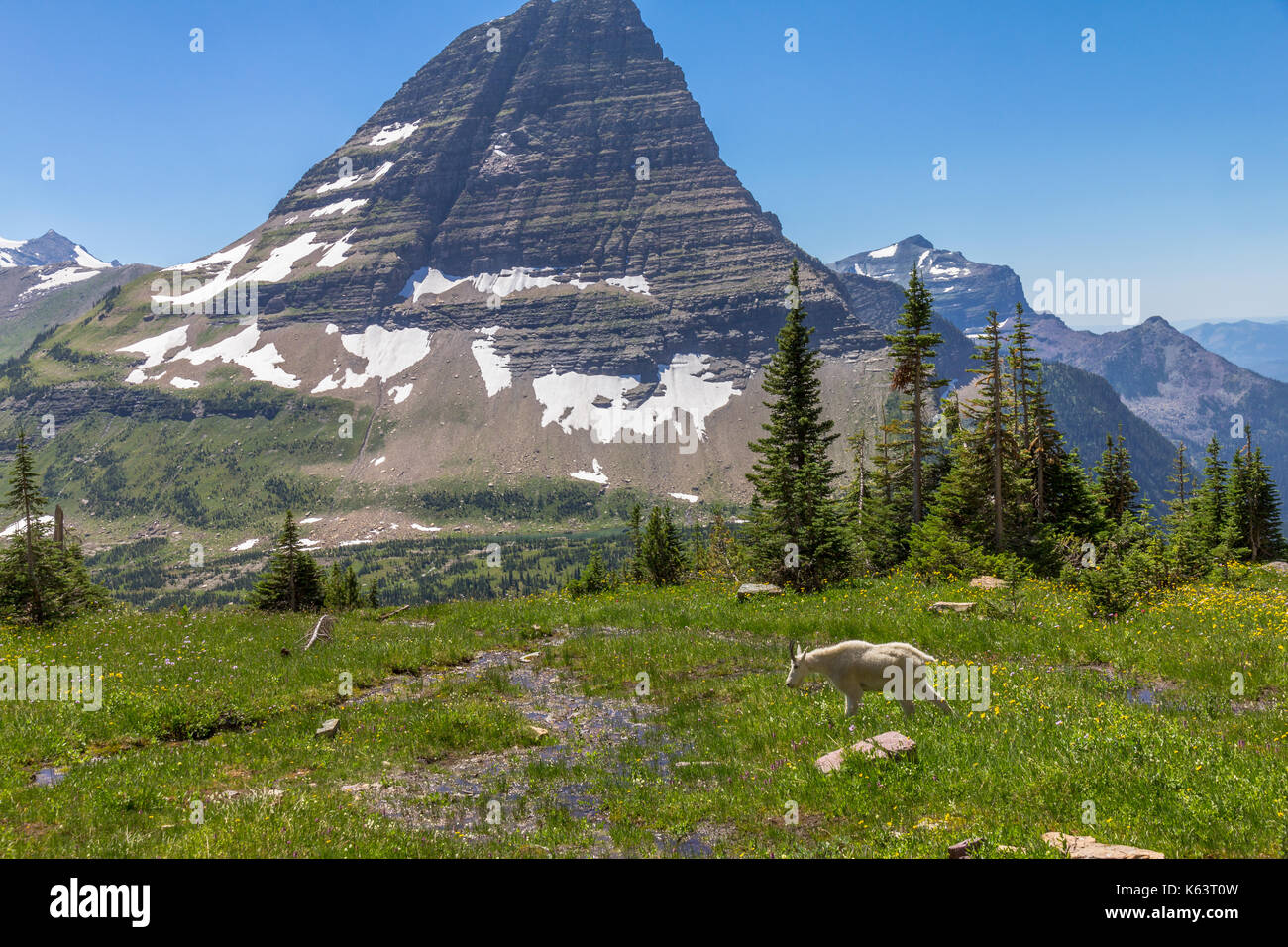 Mountain Goat (Oreamnos americanus) above Hidden Lake in Glacier ...