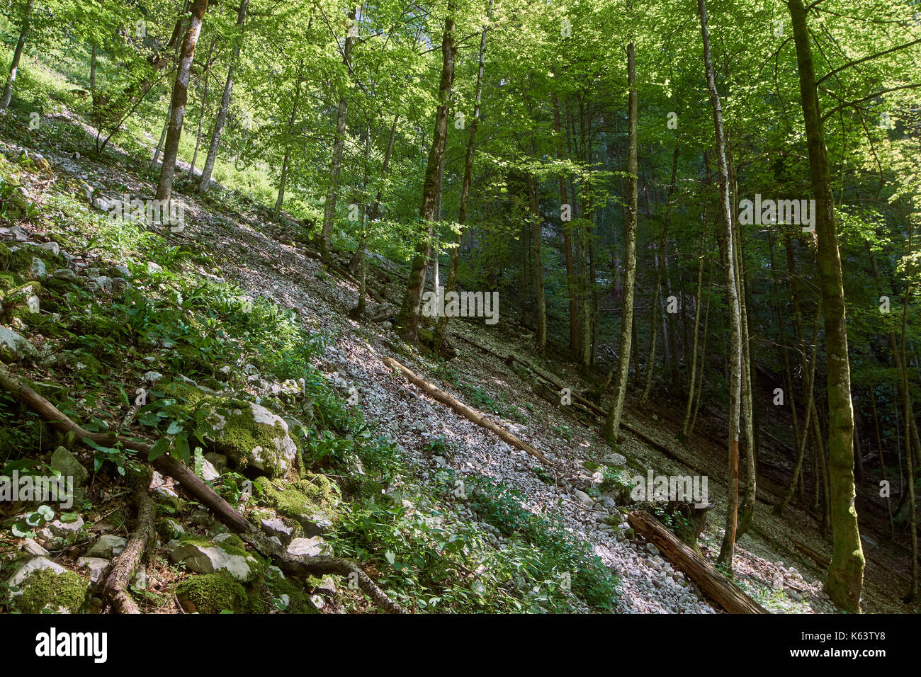Deciduous forest with big trees and a hiking trail Stock Photo - Alamy