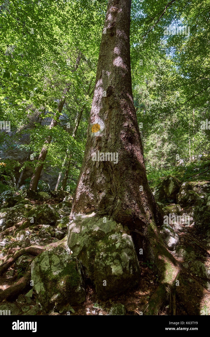 Deciduous forest with big trees and a hiking trail Stock Photo - Alamy