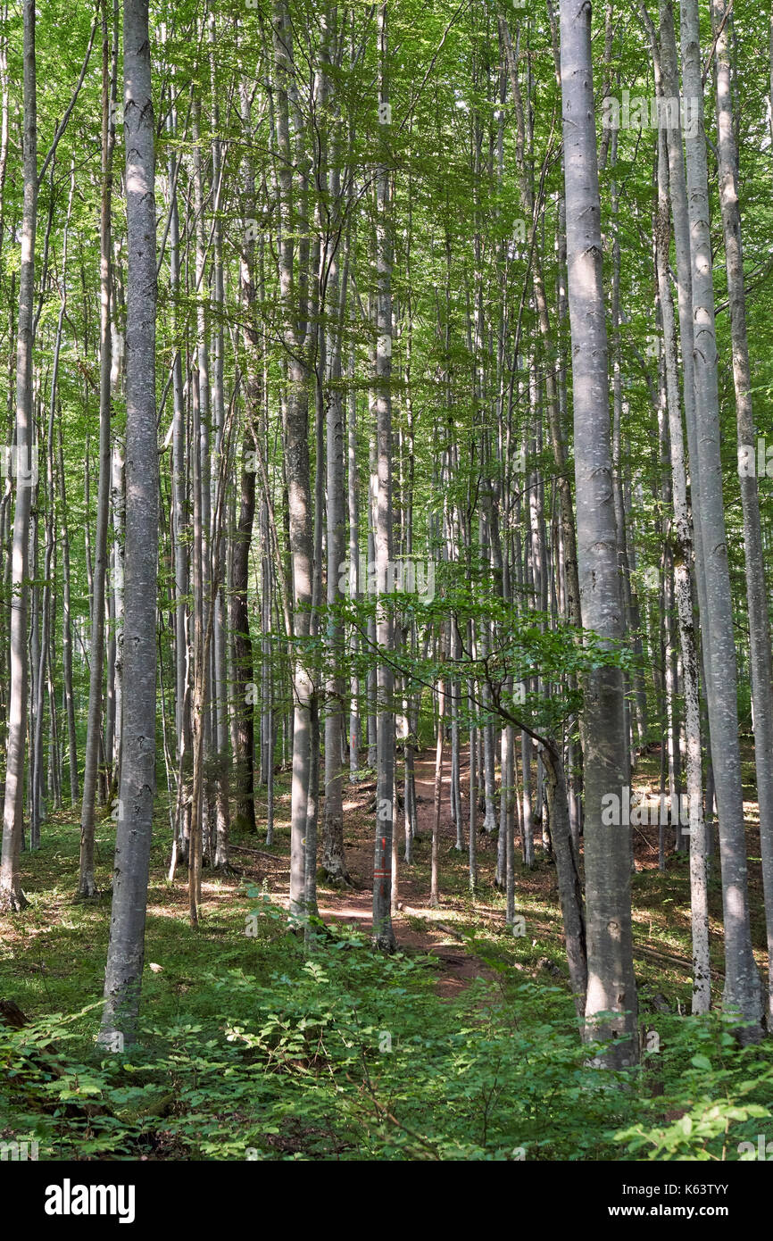 Deciduous forest with big trees and a hiking trail Stock Photo - Alamy