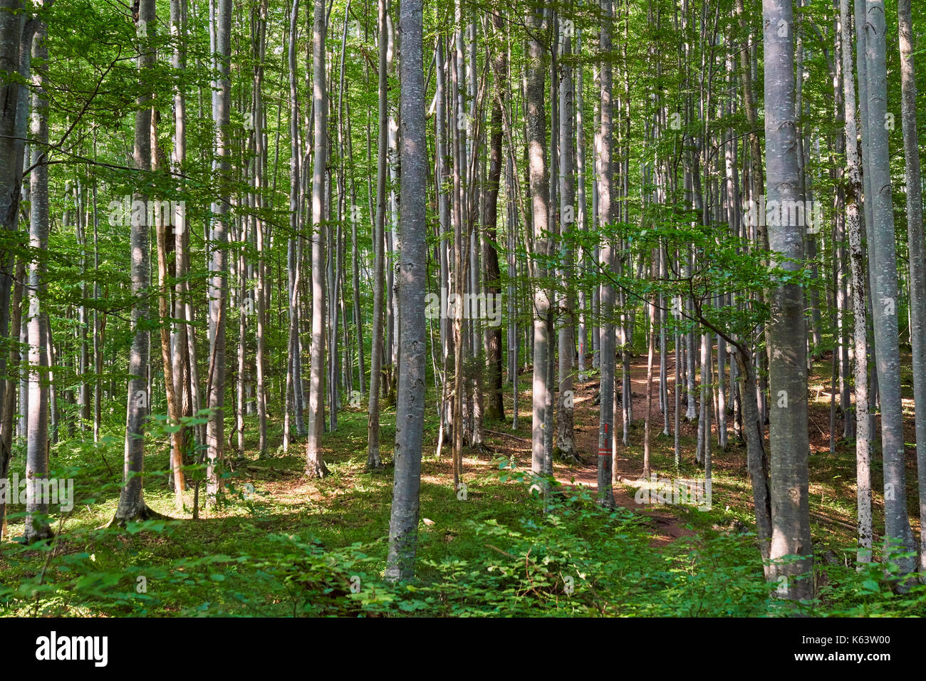Deciduous forest with big trees and a hiking trail Stock Photo - Alamy
