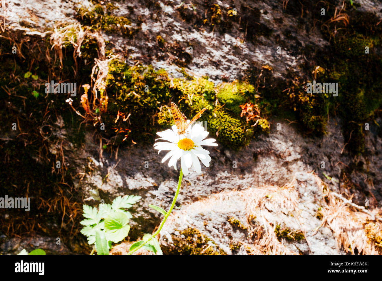 Daisy and butterfly Stock Photo - Alamy