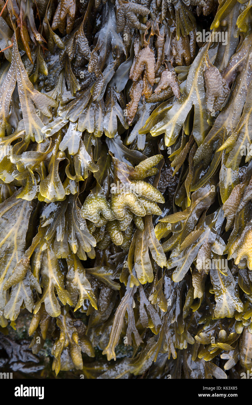 Seaweed on Beach in Galicia; Spain Stock Photo - Alamy