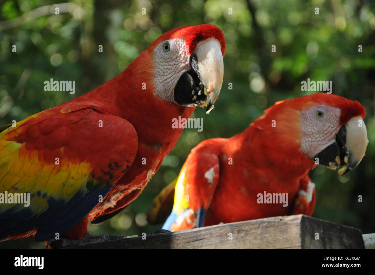 Colourful parrots hi-res stock photography and images - Alamy