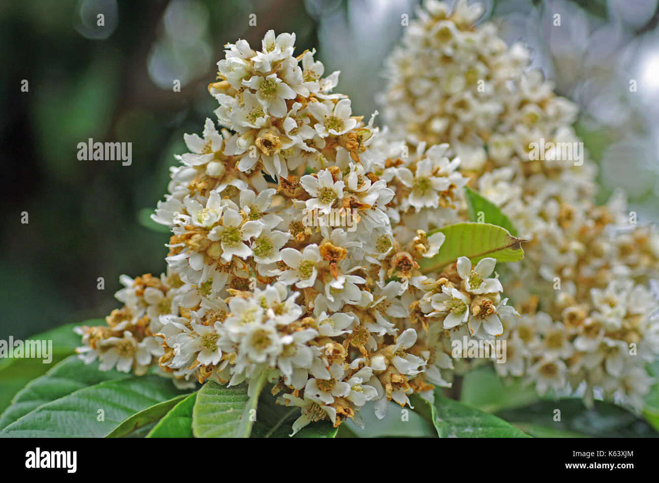 Japanese medlar hi-res stock photography and images - Alamy