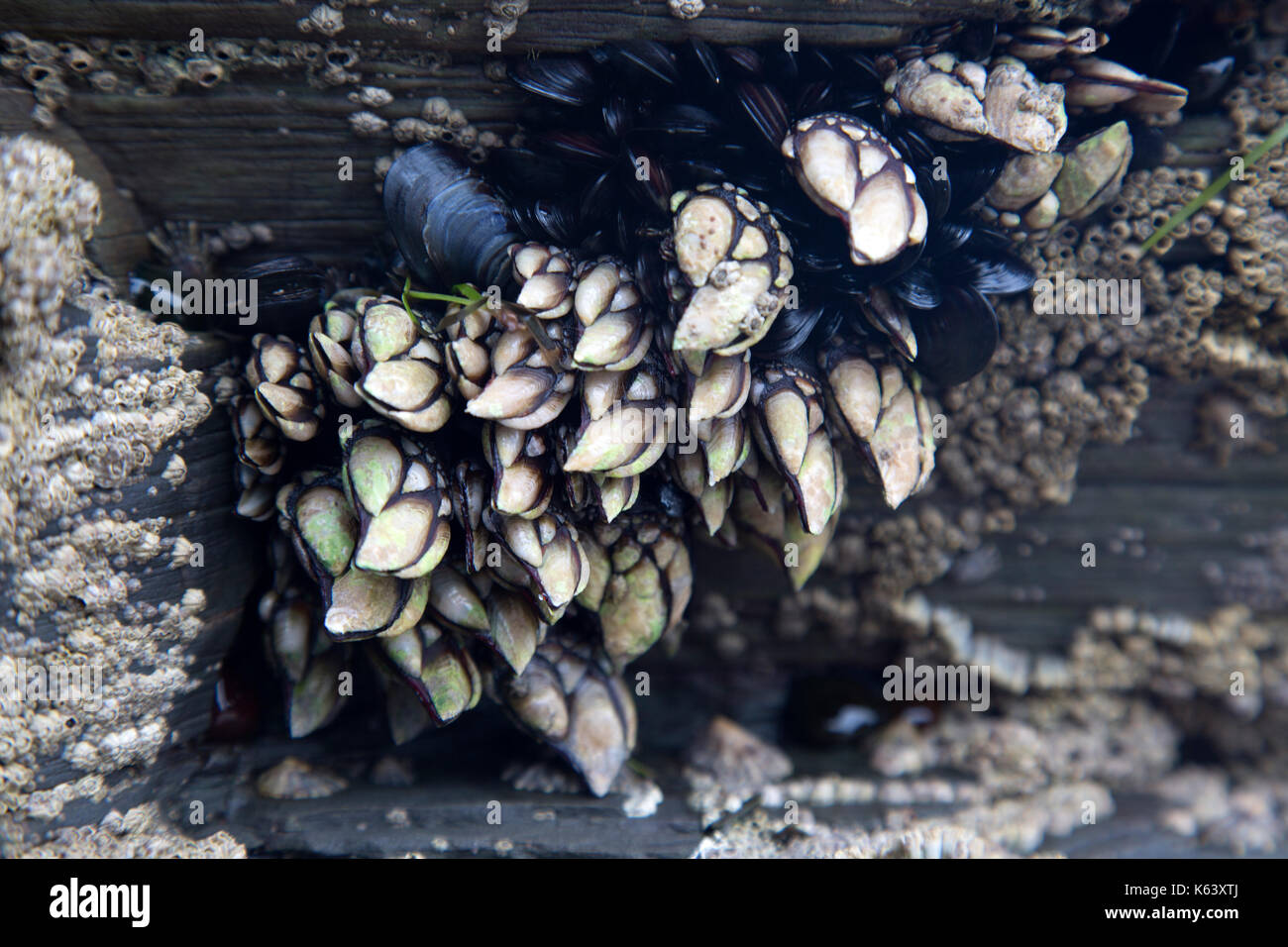 Barnacles and Mussels, Cathedral Beach; Galicia; Spain Stock Photo - Alamy