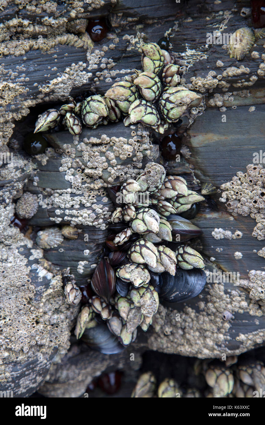 Barnacles and Mussels, Cathedral Beach; Galicia; Spain Stock Photo - Alamy