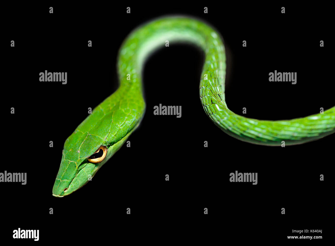 Photography reptile hi-res stock photography and images - Alamy