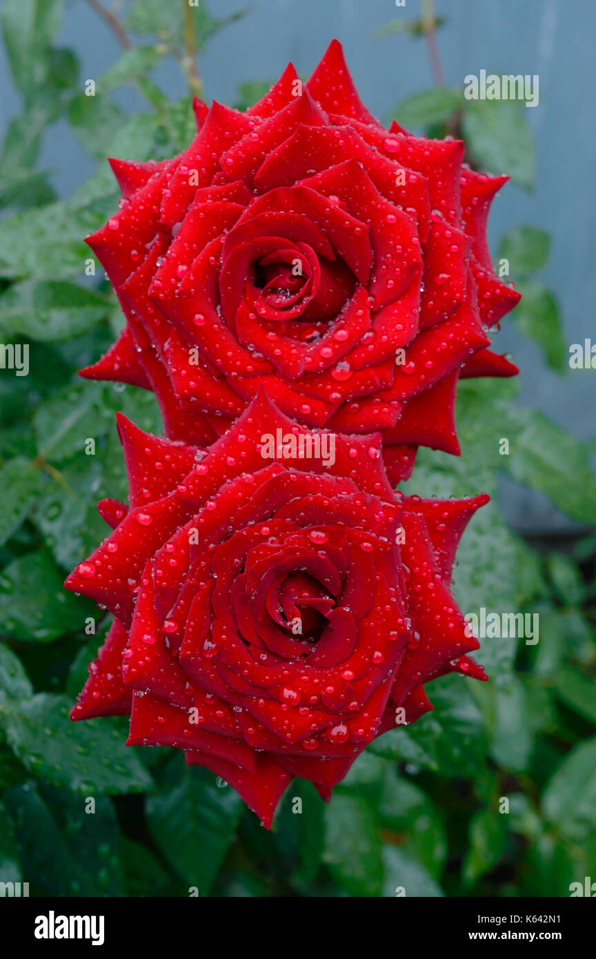 Lush bush of red roses in the garden on a nature background Stock Photo ...
