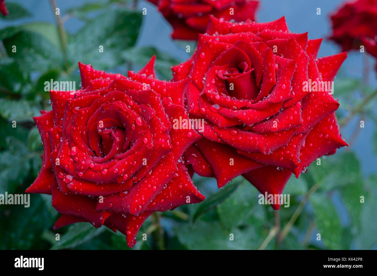 Lush bush of red roses in the garden on a nature background Stock Photo ...