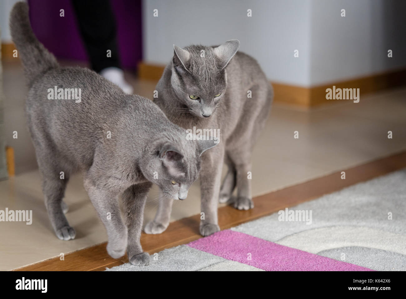 Humans and their pets hi-res stock photography and images - Alamy