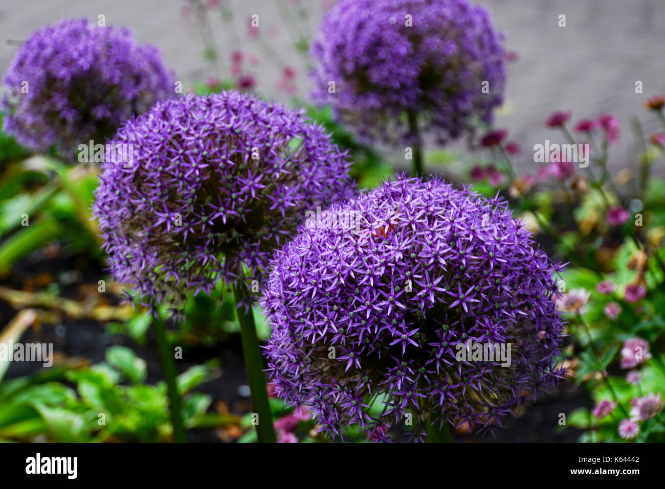 Persian star hi-res stock photography and images - Alamy
