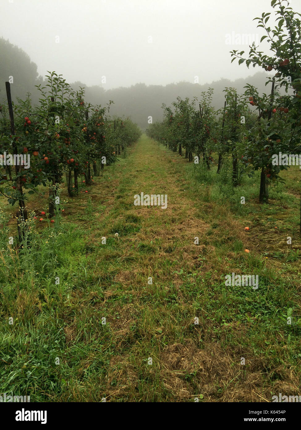 Pl fruit hi-res stock photography and images - Alamy