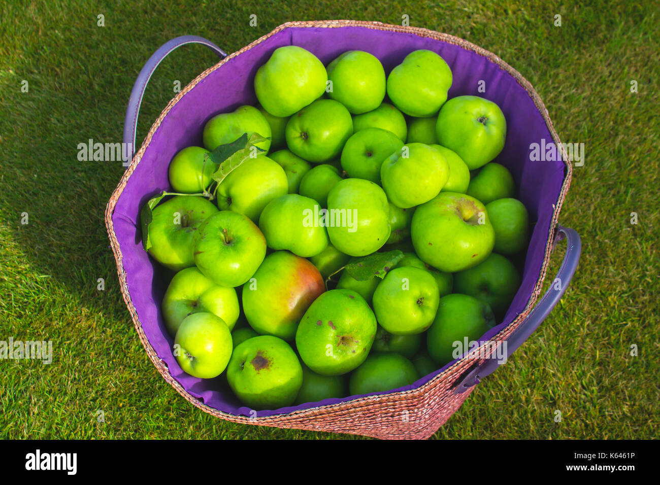 Bramley cooking apples in a basket at harvest time Stock Photo - Alamy