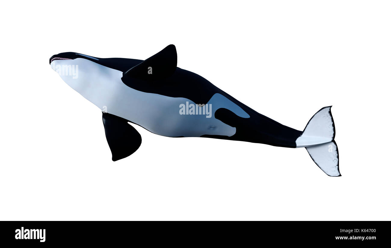 3D rendering of an orca killer whale calf isolated on white background ...