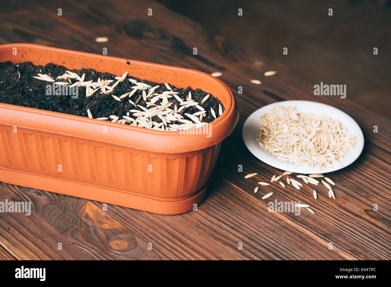 Seeds in a flower pot on a wooden table close-up Stock Photo - Alamy