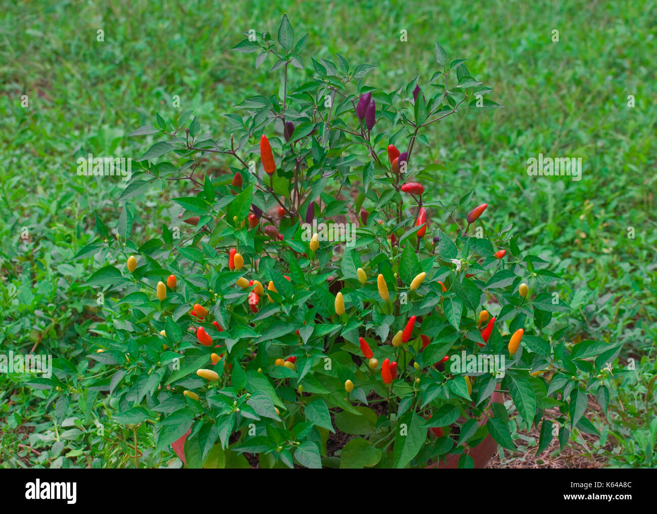 Tabasco pepper plant hi-res stock photography and images - Alamy