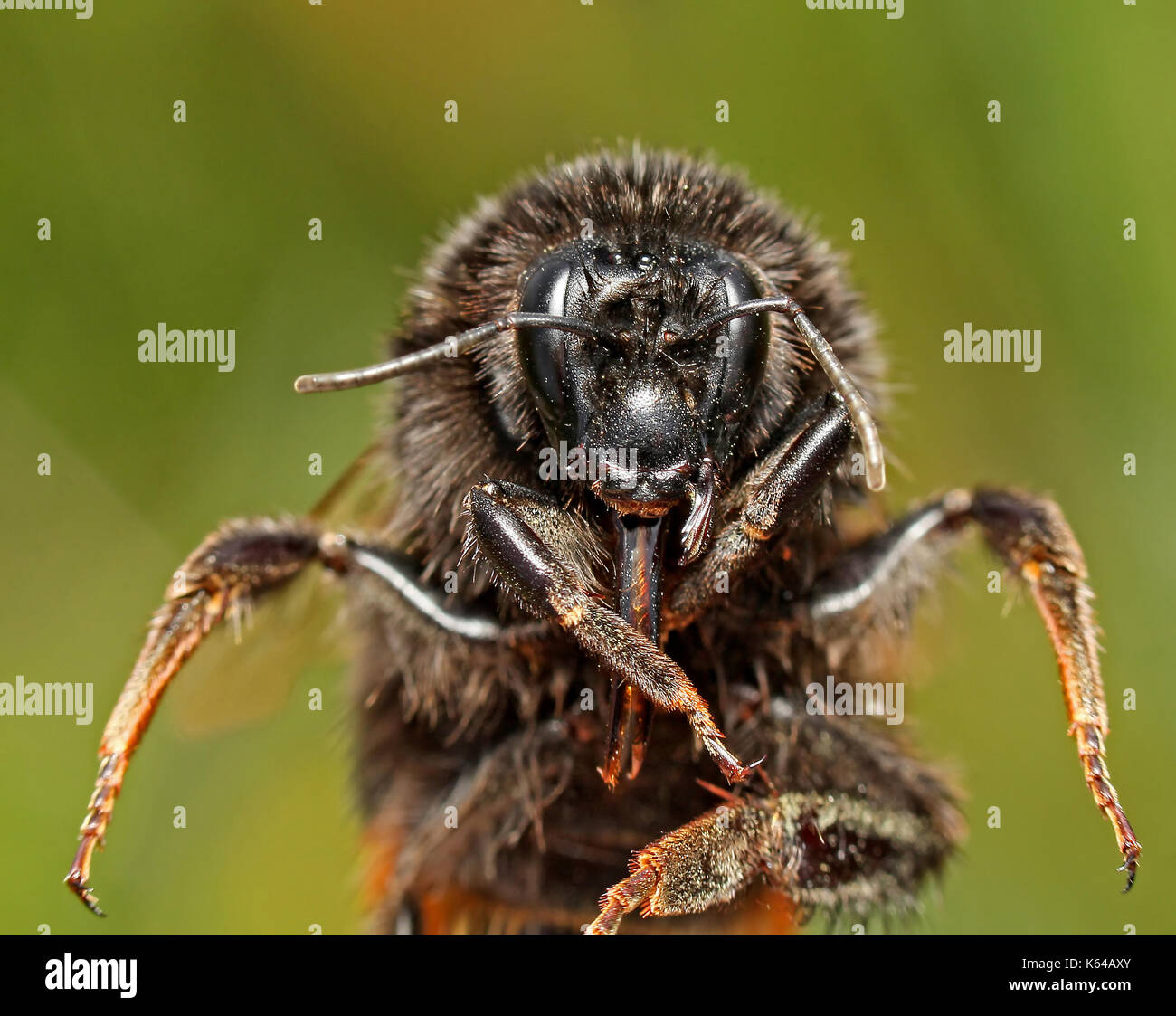 Super bee hi-res stock photography and images - Alamy