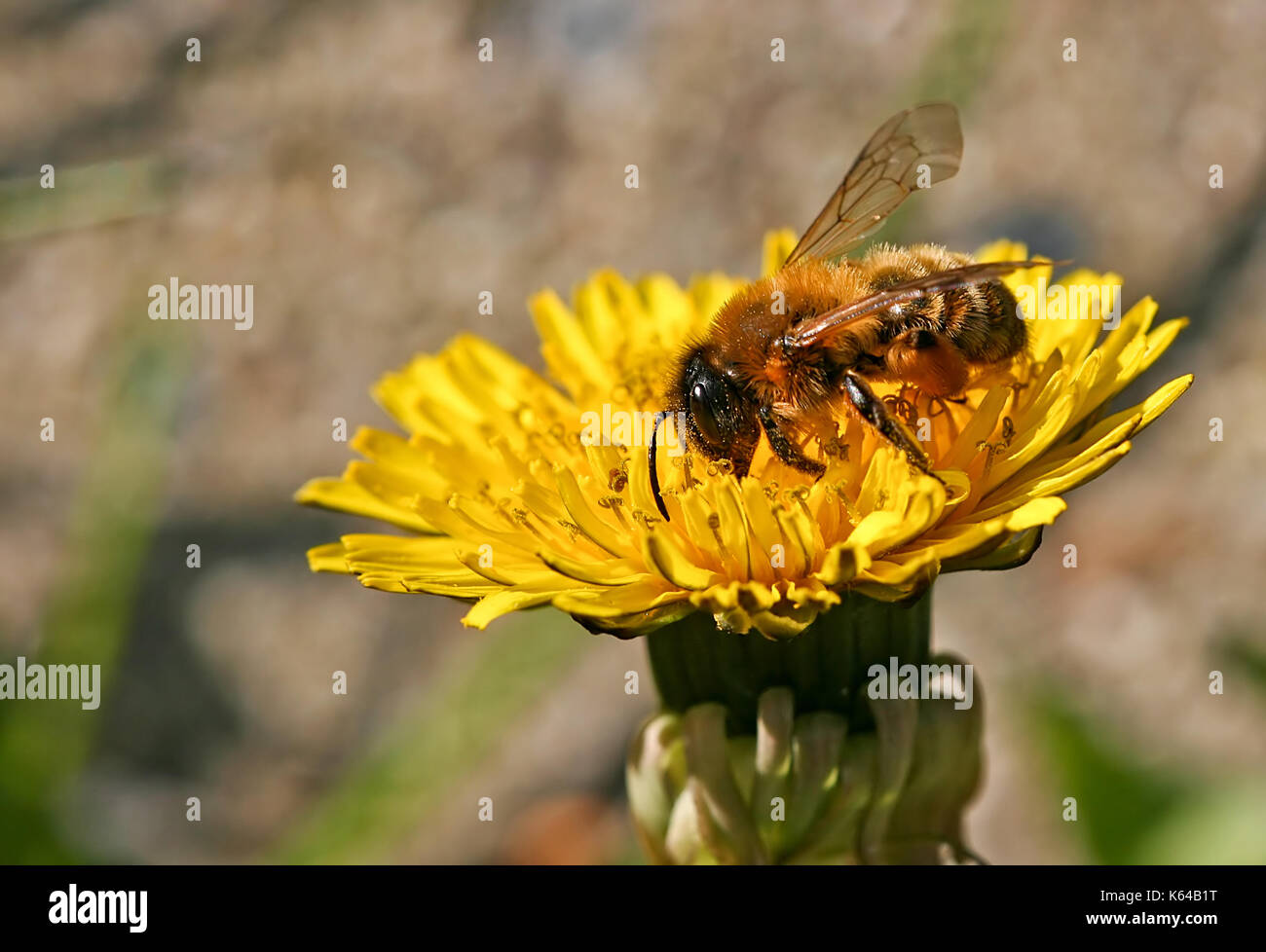Honey bee collecting pollen Stock Photo - Alamy