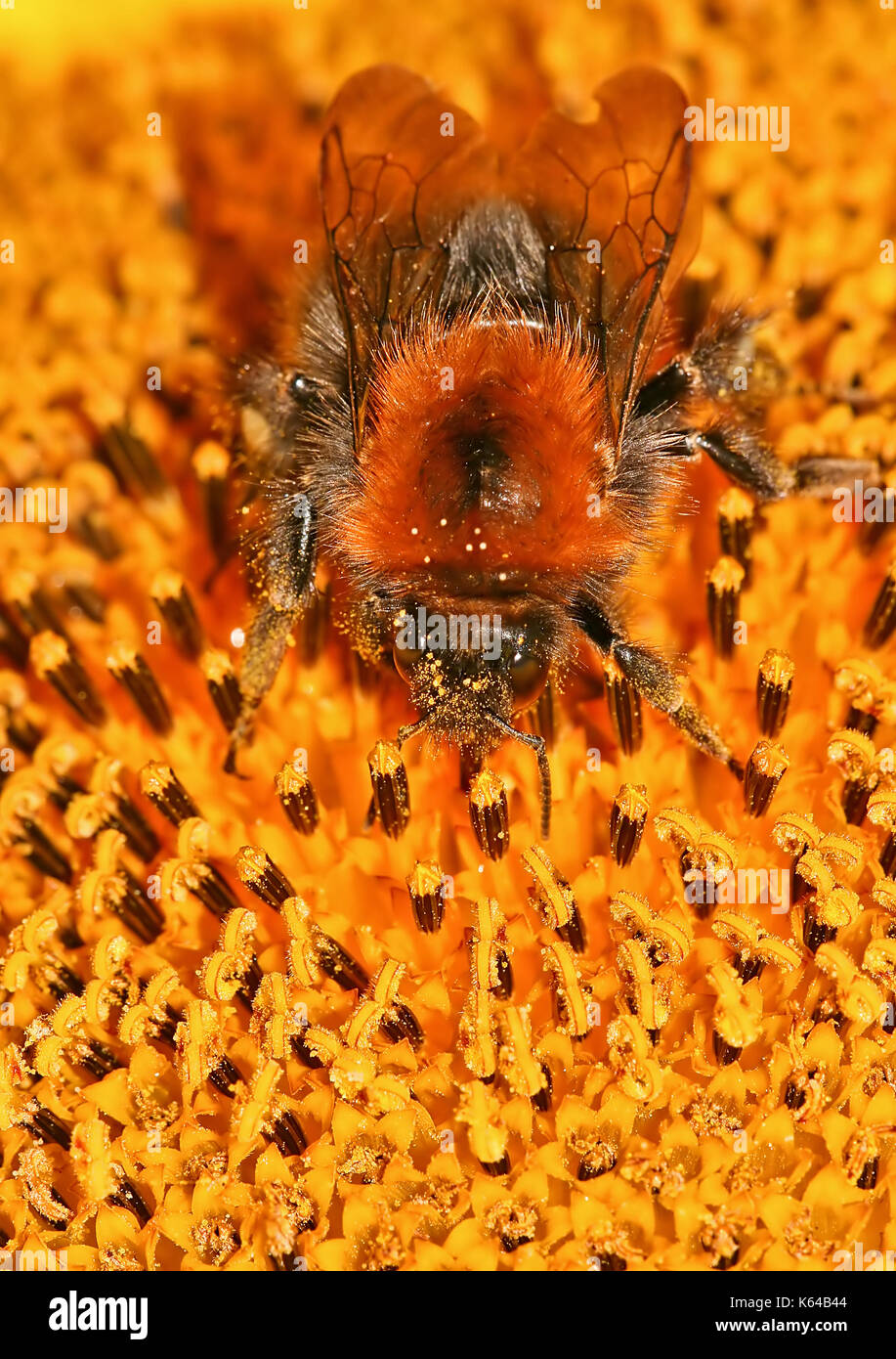 Honey bee collecting pollen Stock Photo - Alamy Honey bee collecting pollen Stock Photo - Alamy