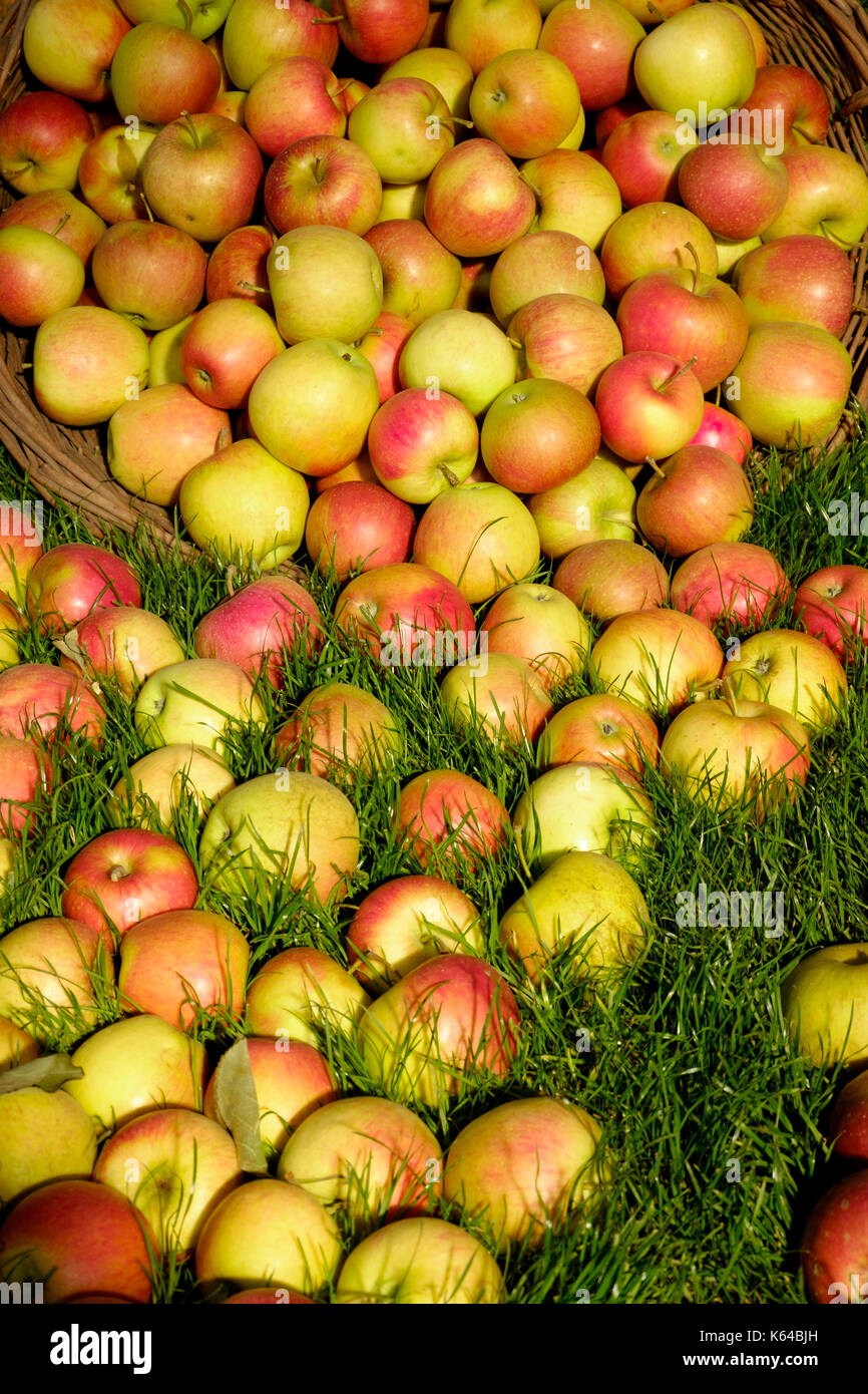 Pinova hi-res stock photography and images - Alamy
