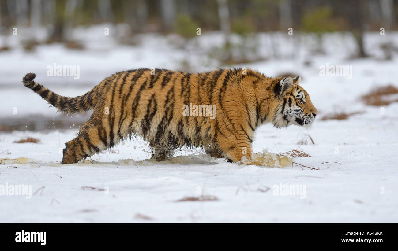 Snow tiger hi-res stock photography and images - Alamy