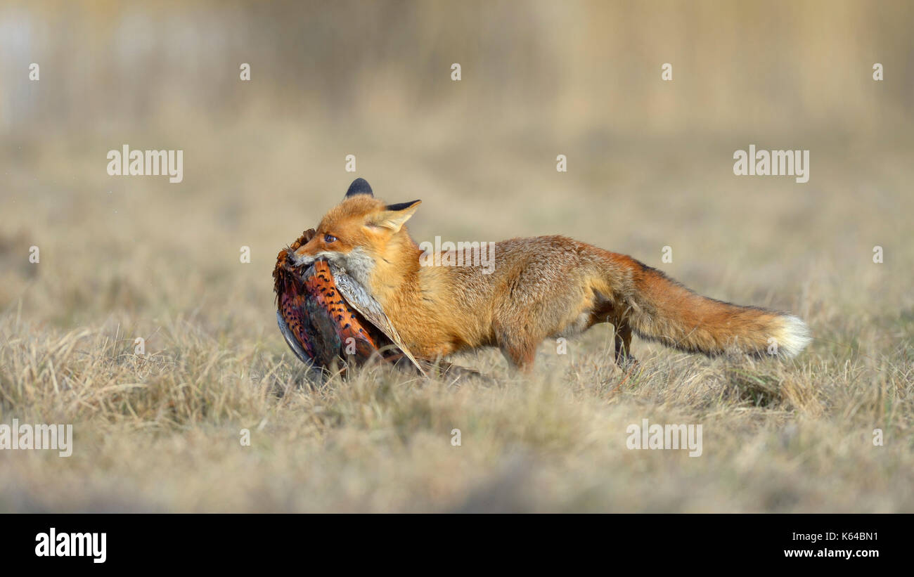 Fox and pheasant hi-res stock photography and images - Alamy