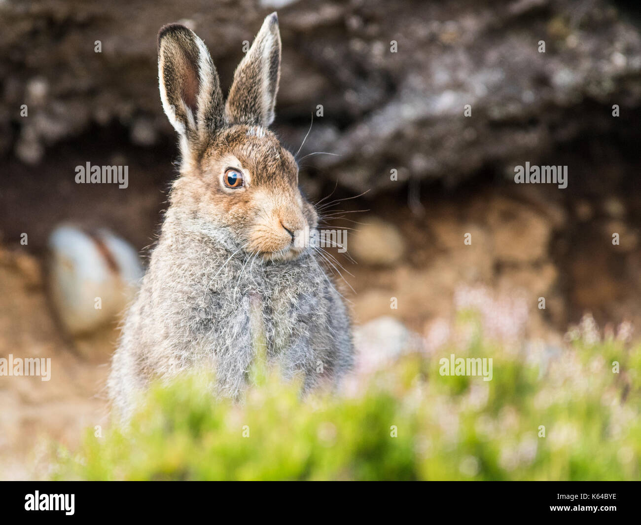 Mountain hare (Lepus timidus) sits in habitat, summer coat, Cairngroms ...
