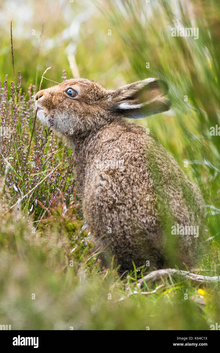Mountain hare (Lepus timidus) eats, summer coat, Cairngroms National ...