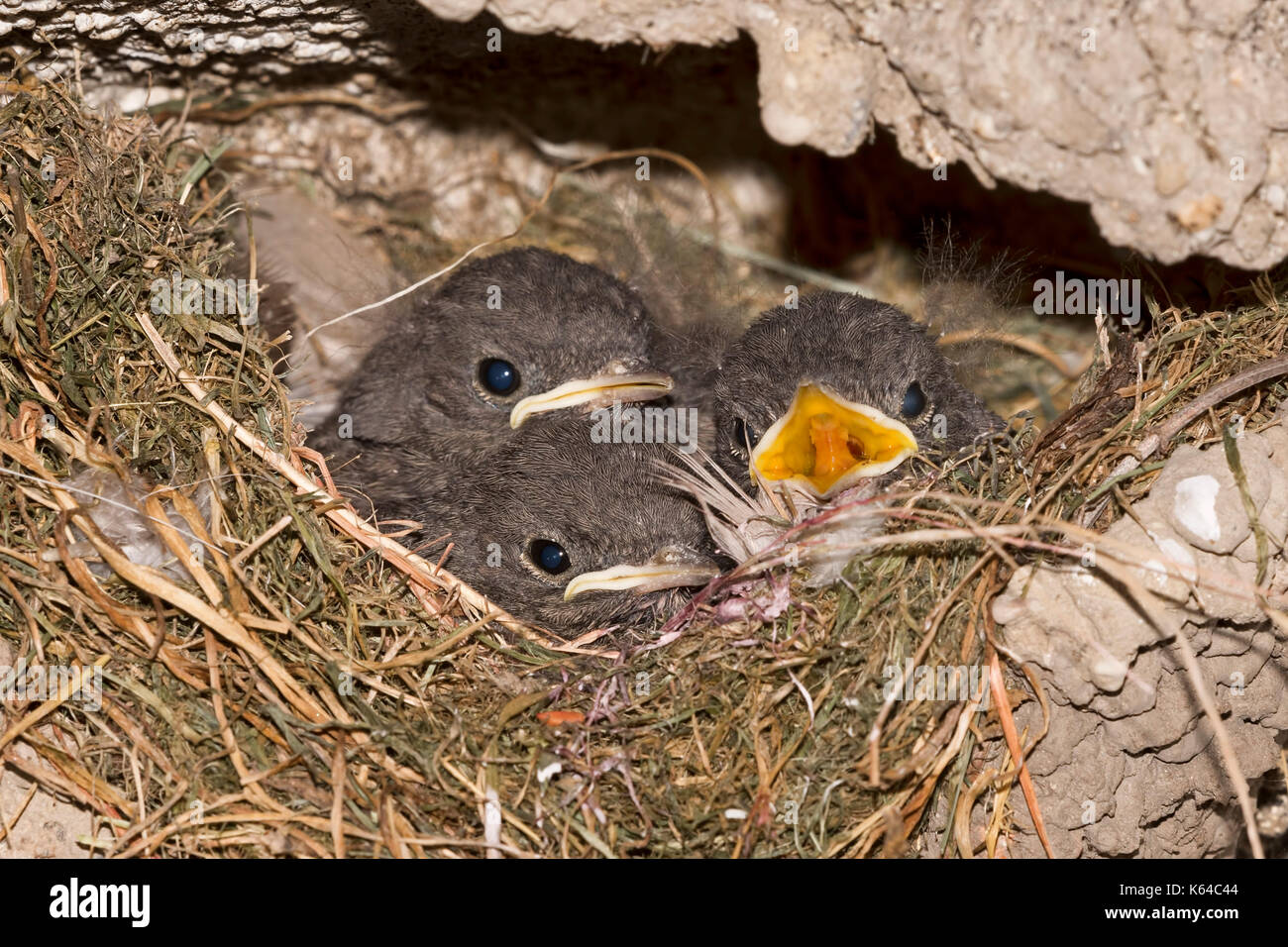 Black redstart hi-res stock photography and images - Alamy