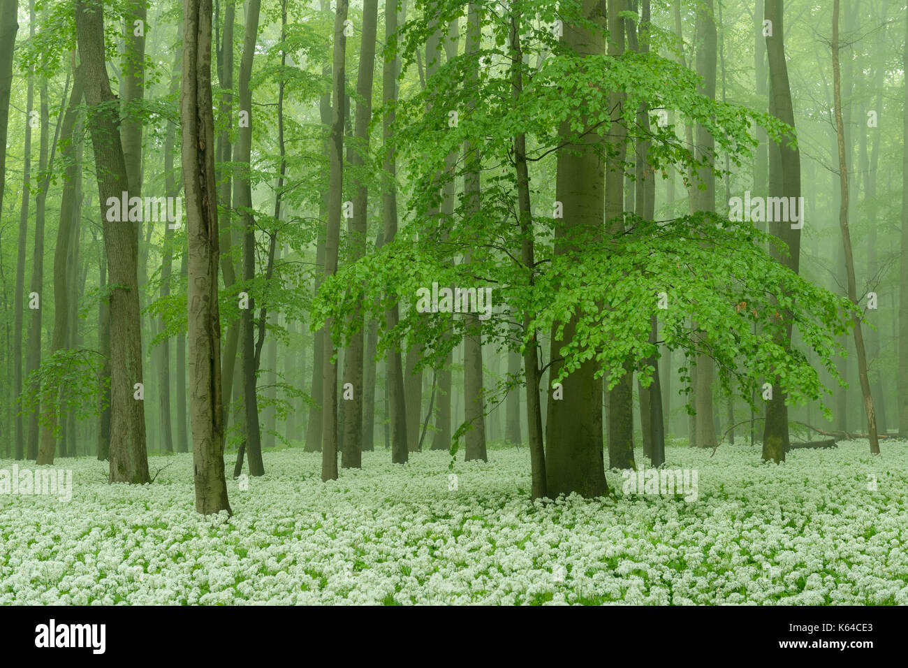 Blossoming Ramsom (Allium ursinum), UNESCO World Heritage Site, Hainich ...
