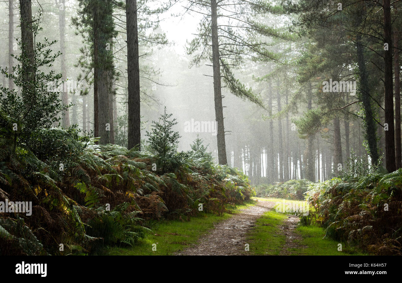 Rain falling in a forest Stock Photo - Alamy