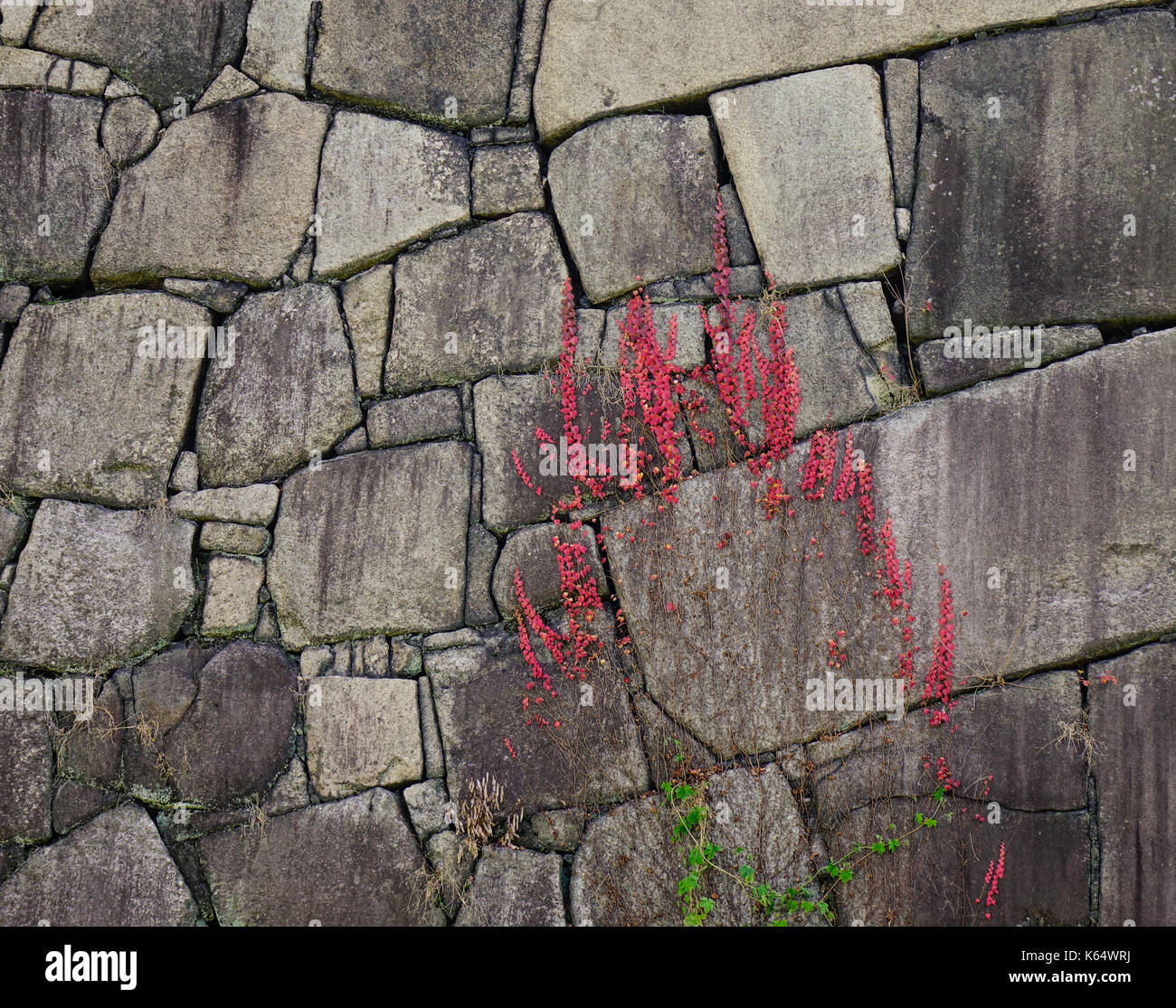 Ancient stone wall of Japanese castle in Osaka, Japan. Close up Stock ...