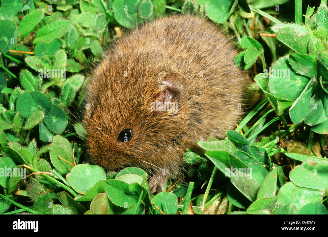 Orkney Vole Microtus arvalis orcadensis. Specimen from the island of ...