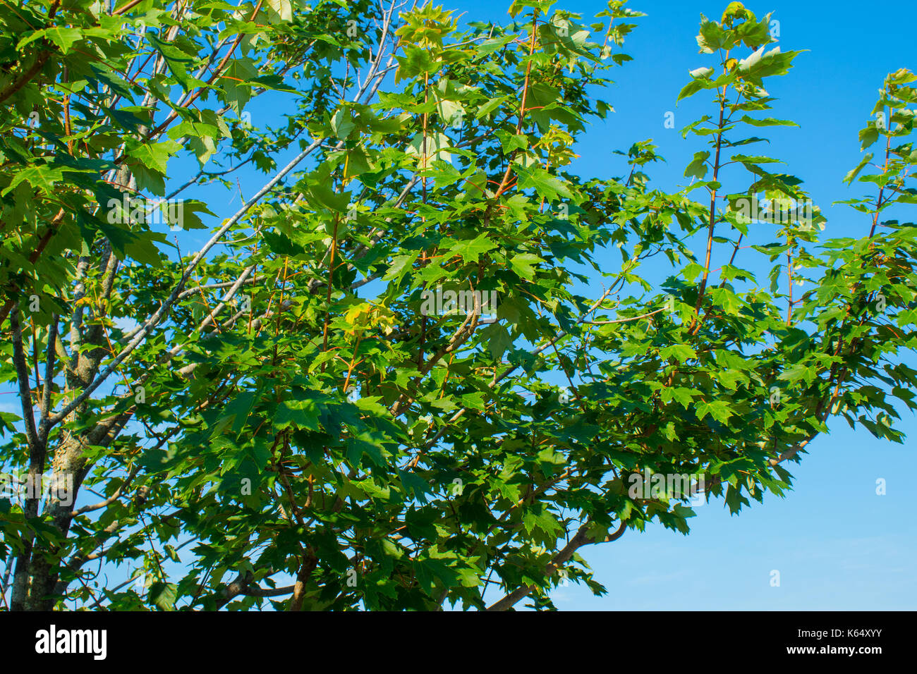 Tree sprouting its branches to the sky Stock Photo - Alamy