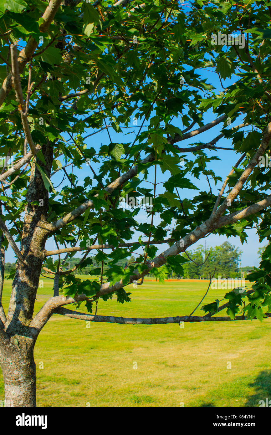 Humongous leaf hi-res stock photography and images - Alamy