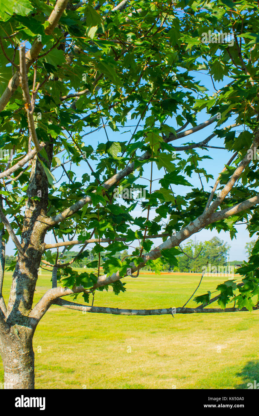 Tree standing firmly in the center of a vast landscape Stock Photo - Alamy