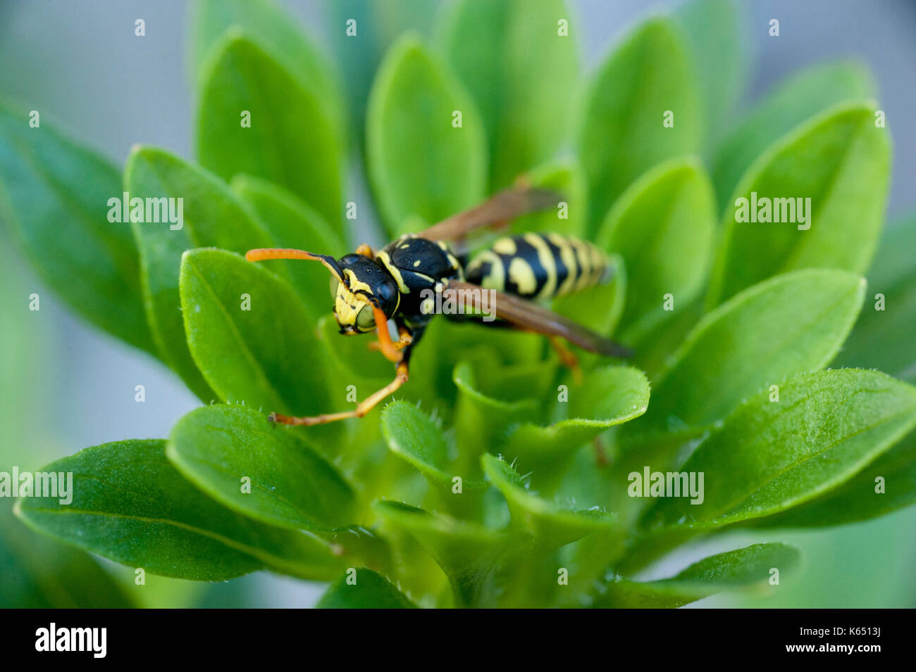 wasp sitting on a green plant, macro photo Stock Photo - Alamy