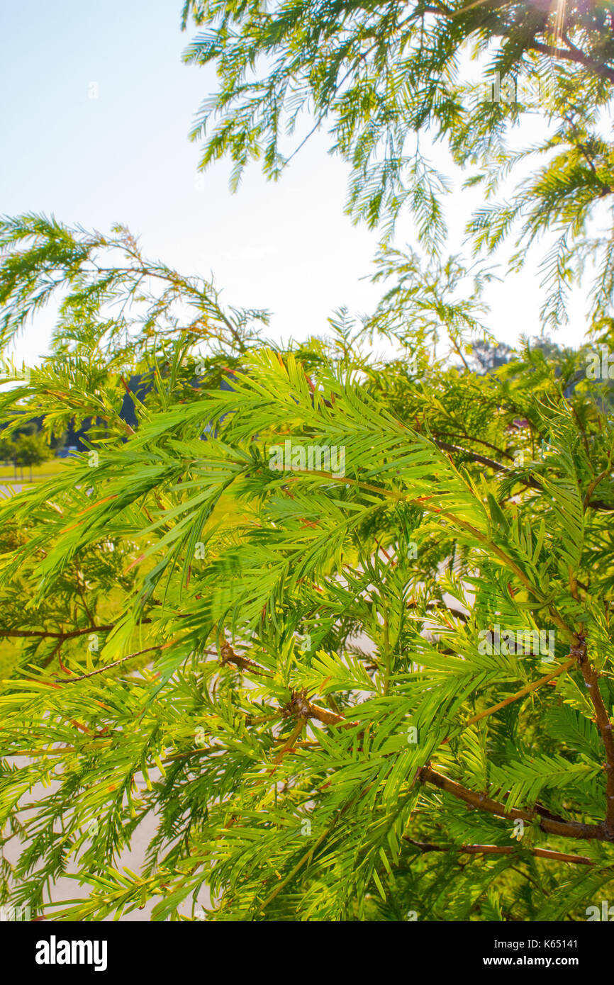Lonely small fir tree hi-res stock photography and images - Alamy