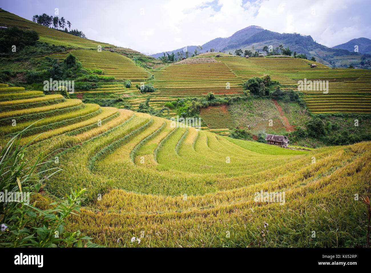 Terraced rice field in Sapa, Vietnam. Sa Pa, or Sapa, is a frontier ...