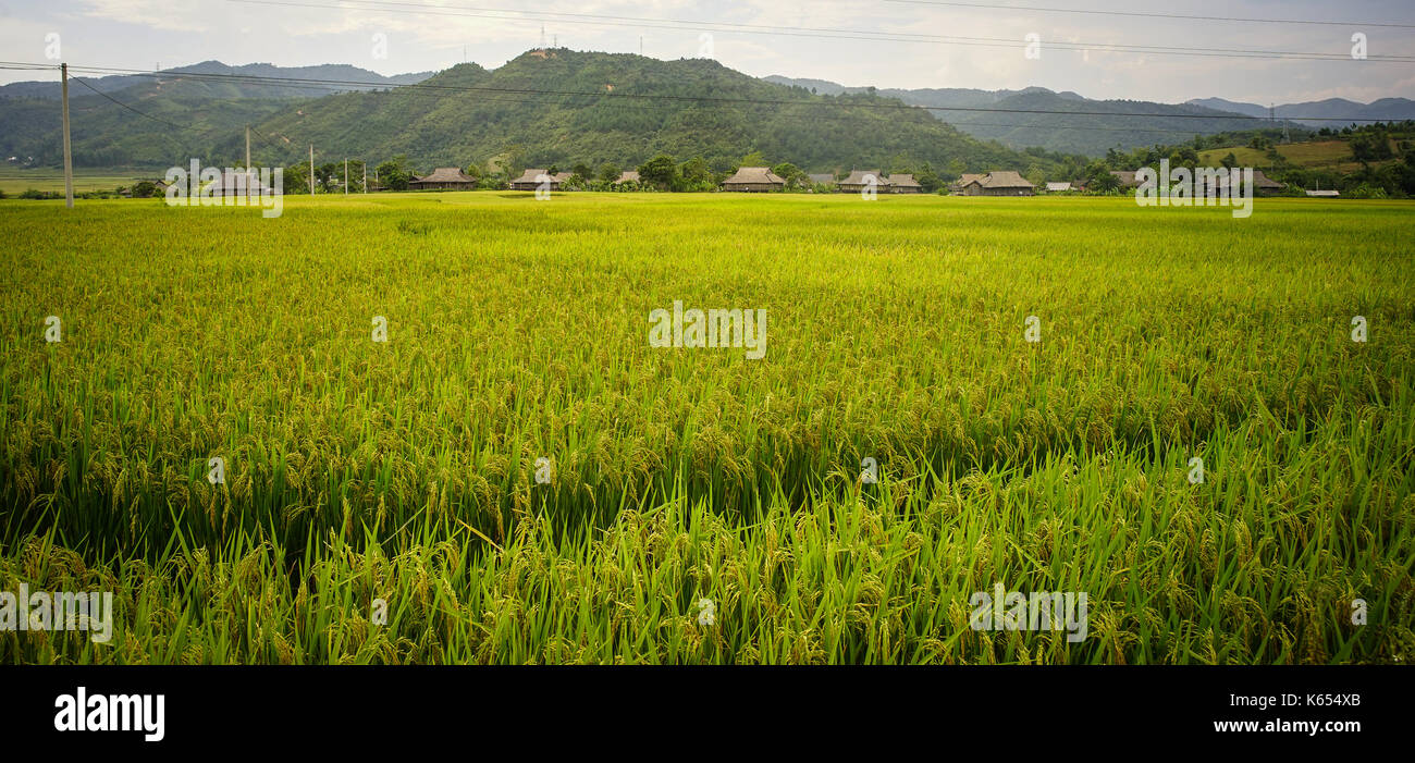 Terraced rice field in Mai Chau Town, Vietnam. Mai Chau is a rural ...