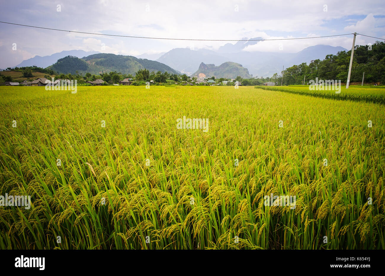 Terraced rice field at sunny day in Mai Chau Town, Vietnam. Mai Chau is ...