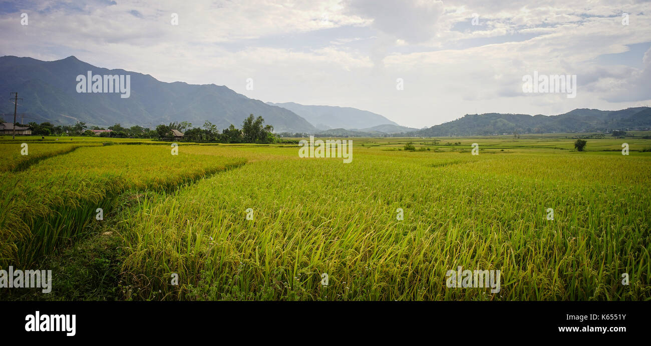 Terraced rice field at summer in Mai Chau Town, Vietnam. Mai Chau is a ...