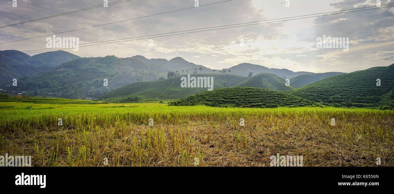 Terraced rice field with tea hill in Mai Chau Town, Vietnam. Mai Chau ...