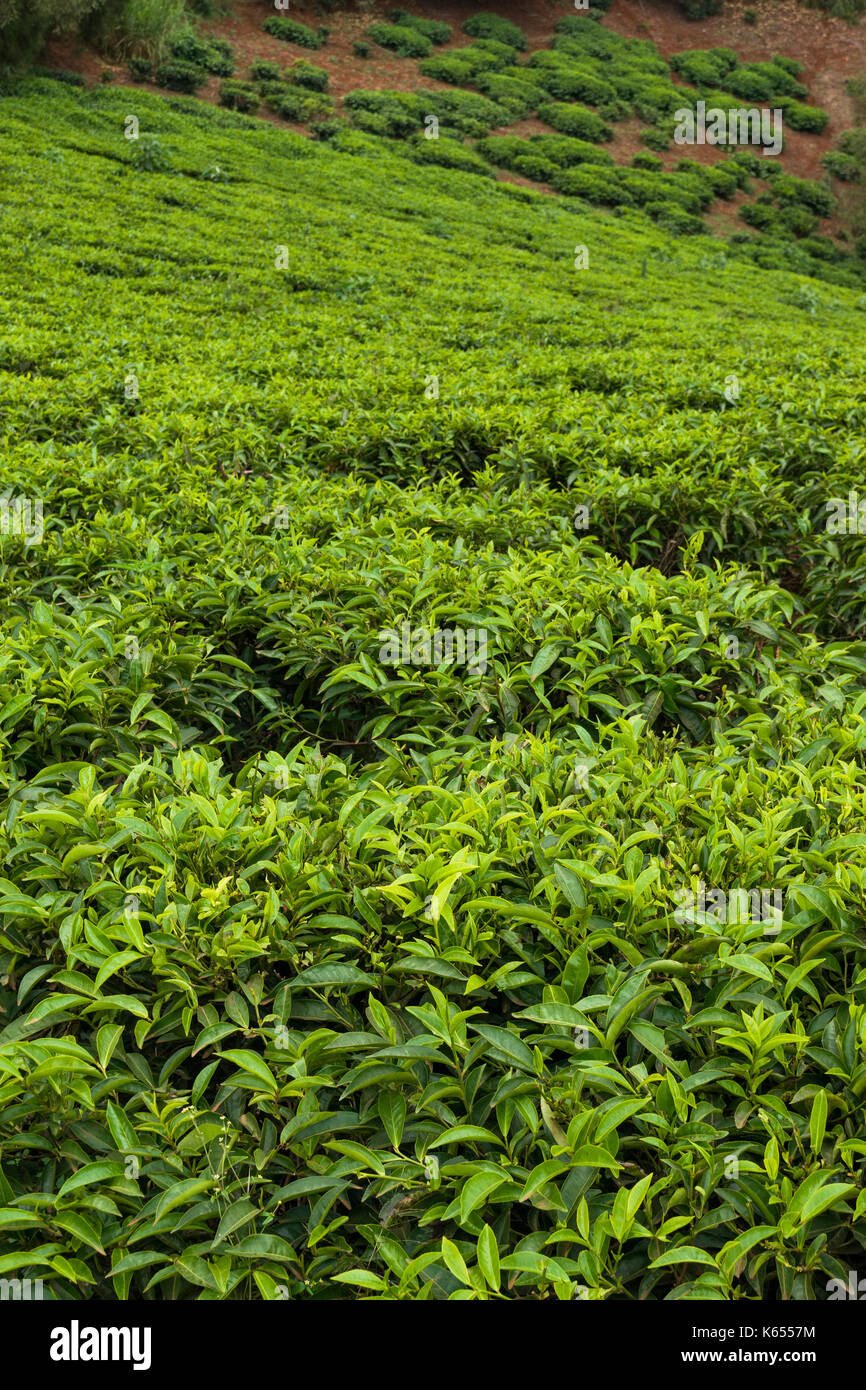 Kenya tea plants hi-res stock photography and images - Alamy